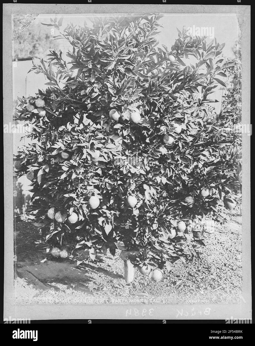 Orange tree fruits Black and White Stock Photos & Images - Alamy