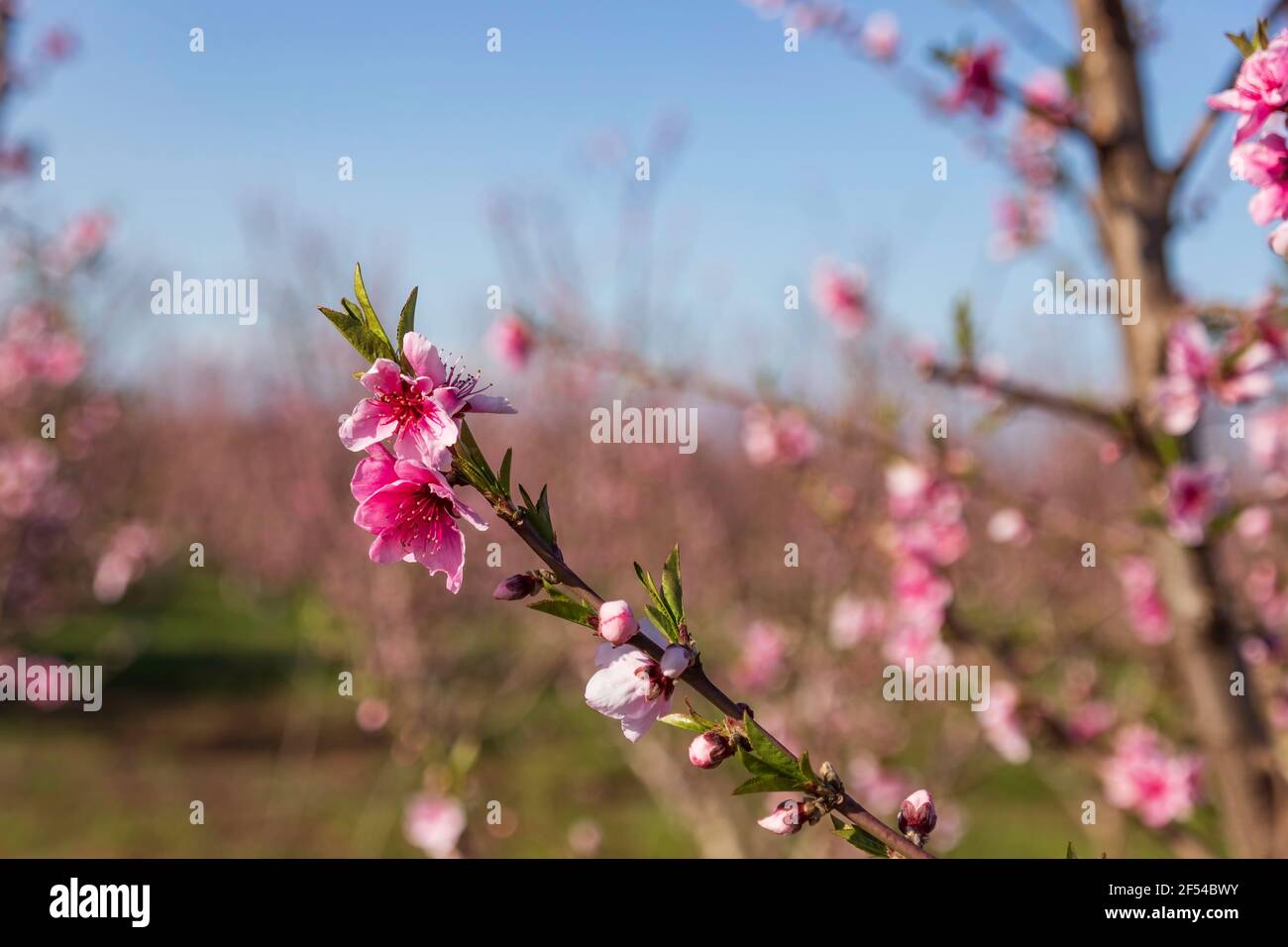 Pink flowers of nectarine tree closeup on blurred background of orchard ...