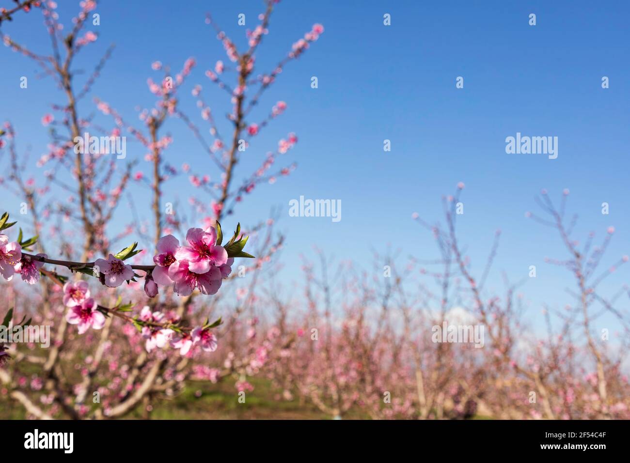 Pink flowers of nectarine tree closeup on blurred background of orchard ...