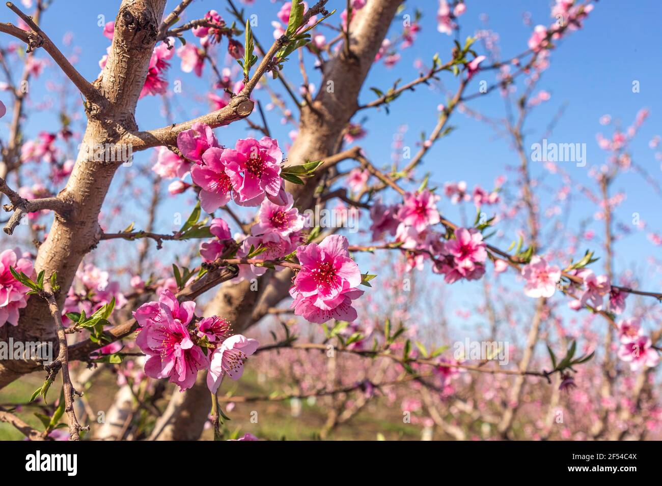 Pink flowers of nectarine tree closeup on blurred background of orchard ...