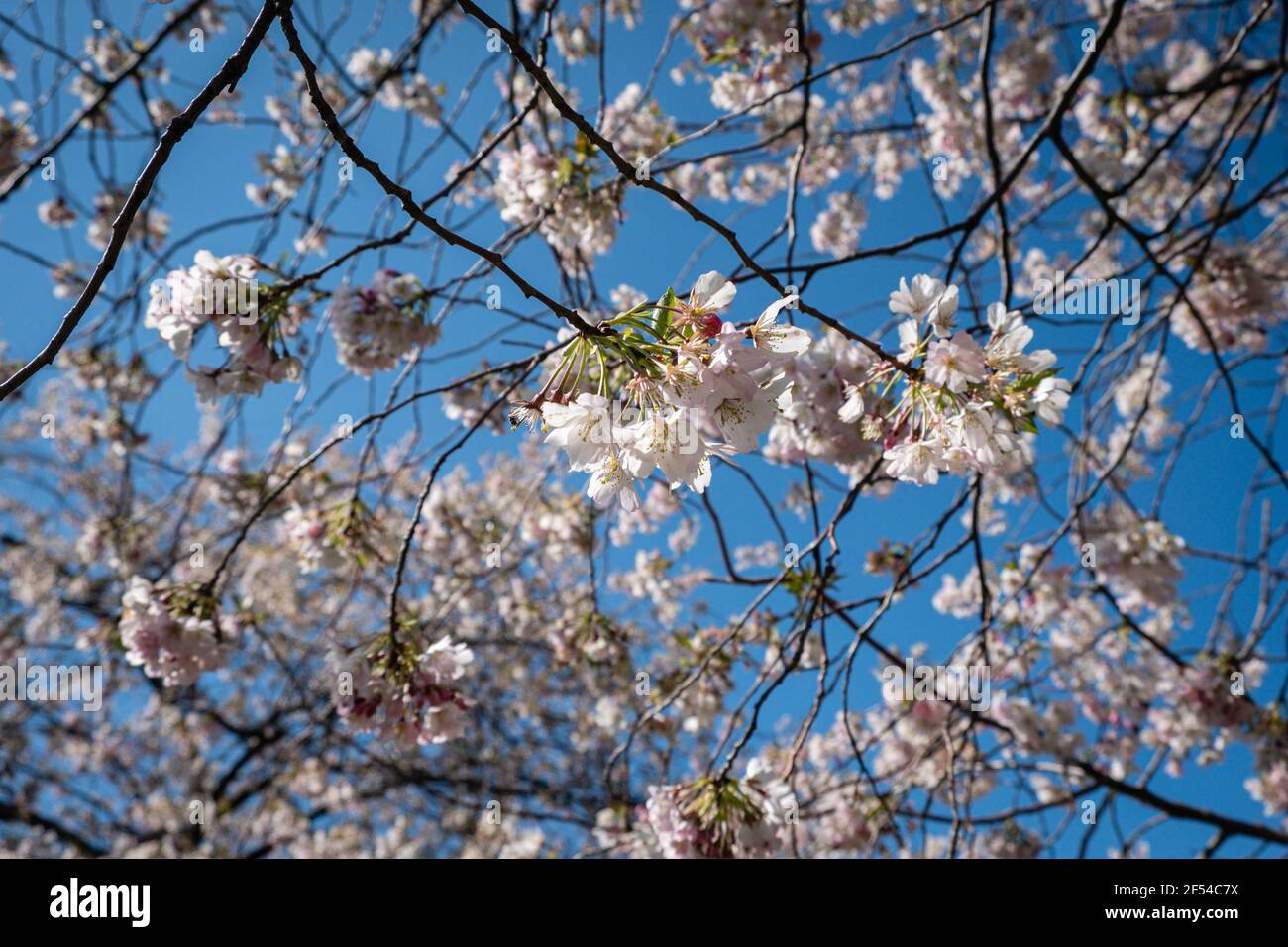 Morello cherry tree hi-res stock photography and images - Alamy