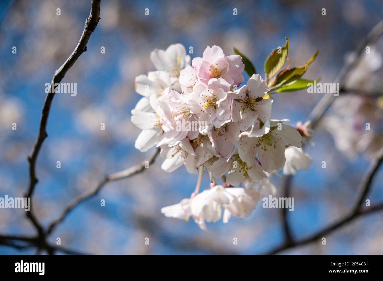 Lyon (France), March 23, 2021. Morello cherry tree flowers in spring ...