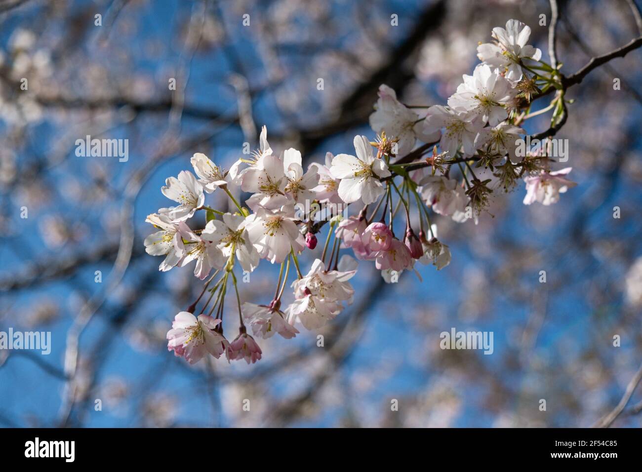 Morello cherry tree hi-res stock photography and images - Alamy