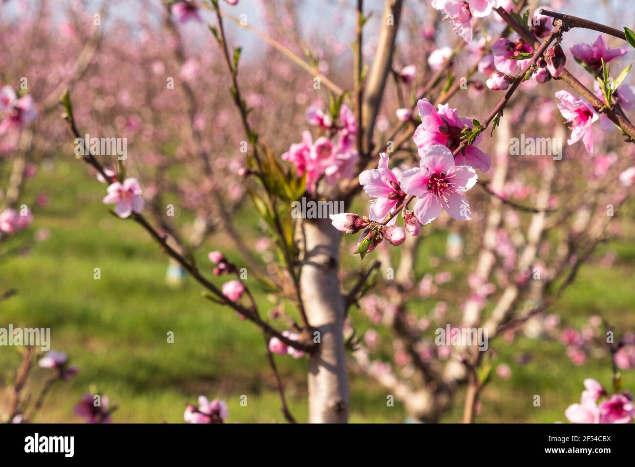 Pink flowers of nectarine tree closeup on blurred background of orchard ...