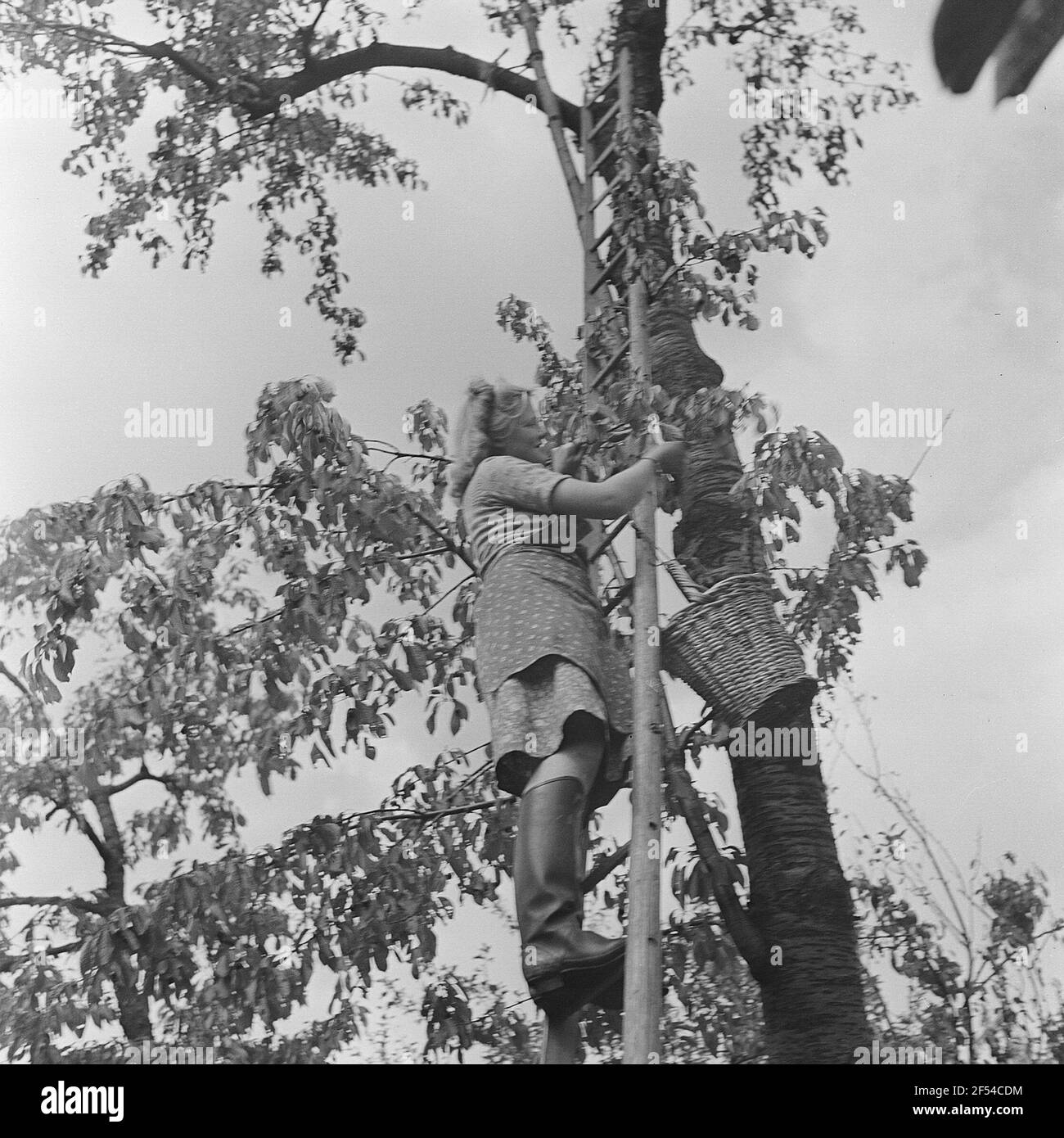 Ladder picking fruit Black and White Stock Photos & Images - Alamy