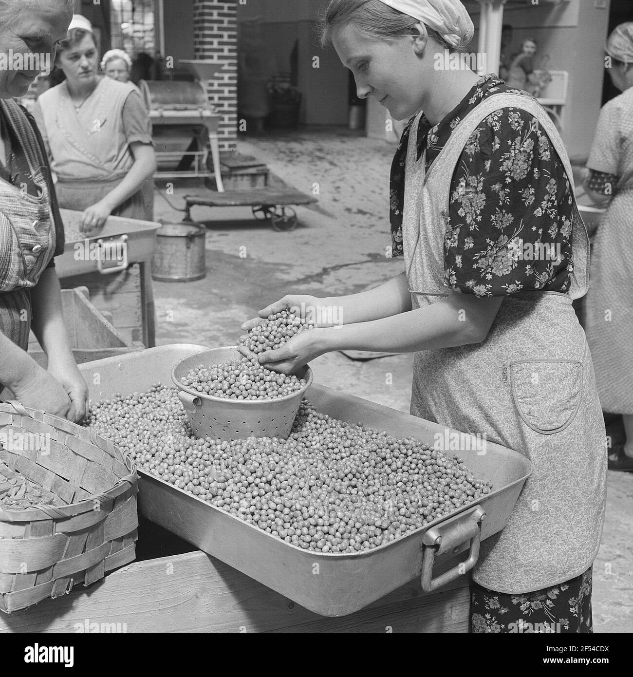 Conservation factory Gifhorn, women sorting the deepest peas Stock ...
