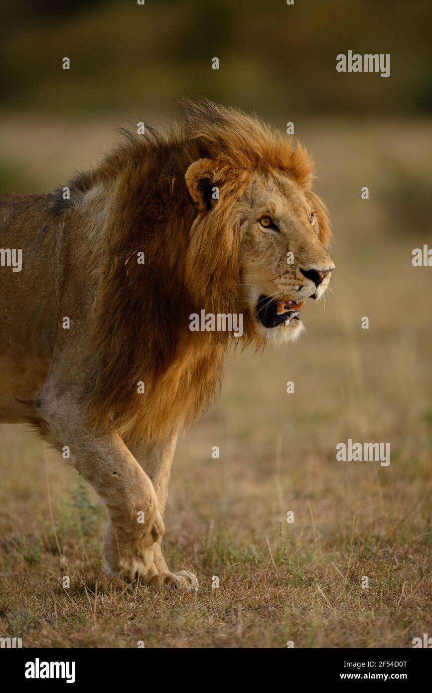 African Male Lion (Panthera leo) patrols his territory in the plains of ...