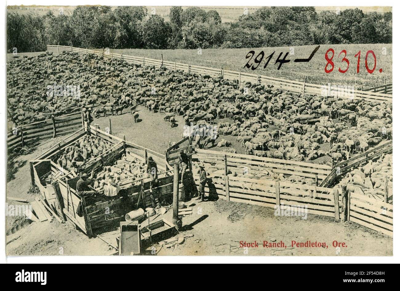 Pendleton agriculture hi-res stock photography and images - Alamy