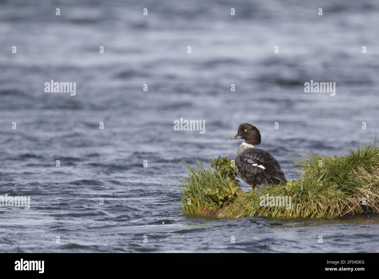 Female goldeneye duck hi-res stock photography and images - Alamy