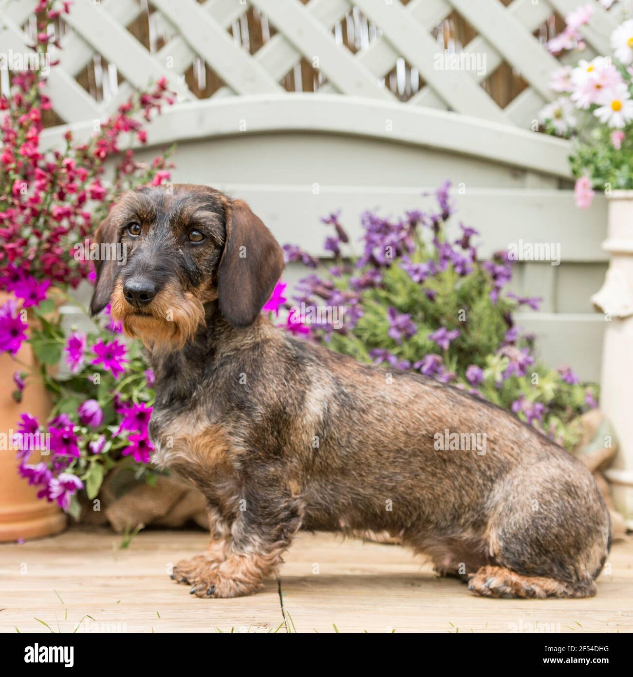 Wirehaired Dachshund dog Stock Photo - Alamy