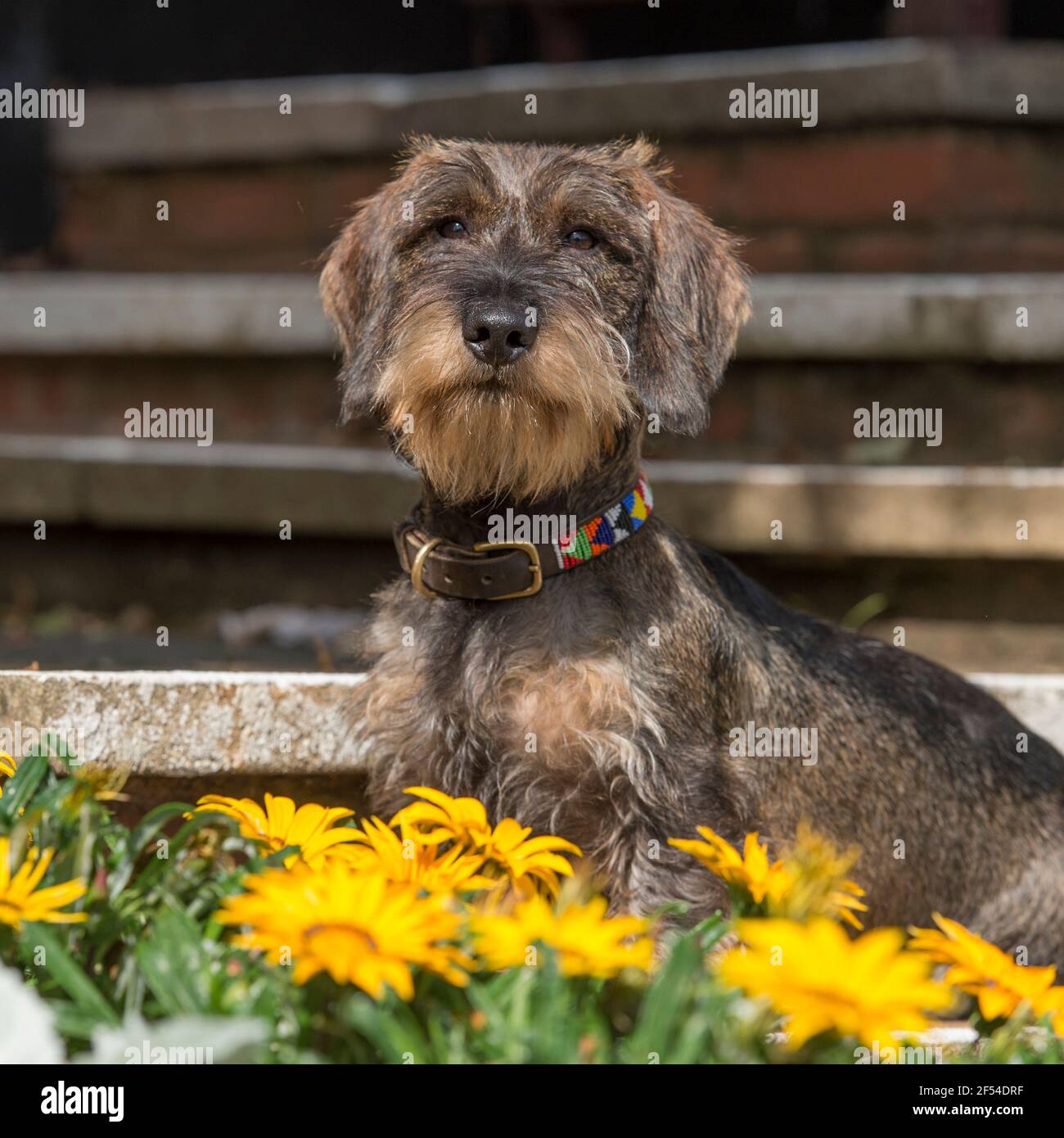 Dachshund dog flowers hi-res stock photography and images - Alamy