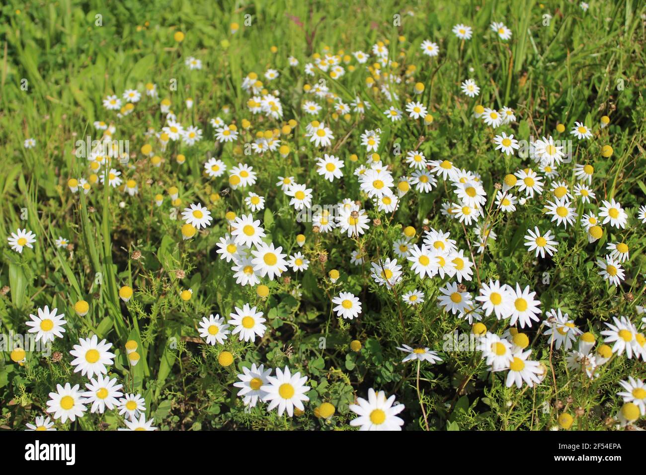 Surrounded by green grass hi-res stock photography and images - Alamy