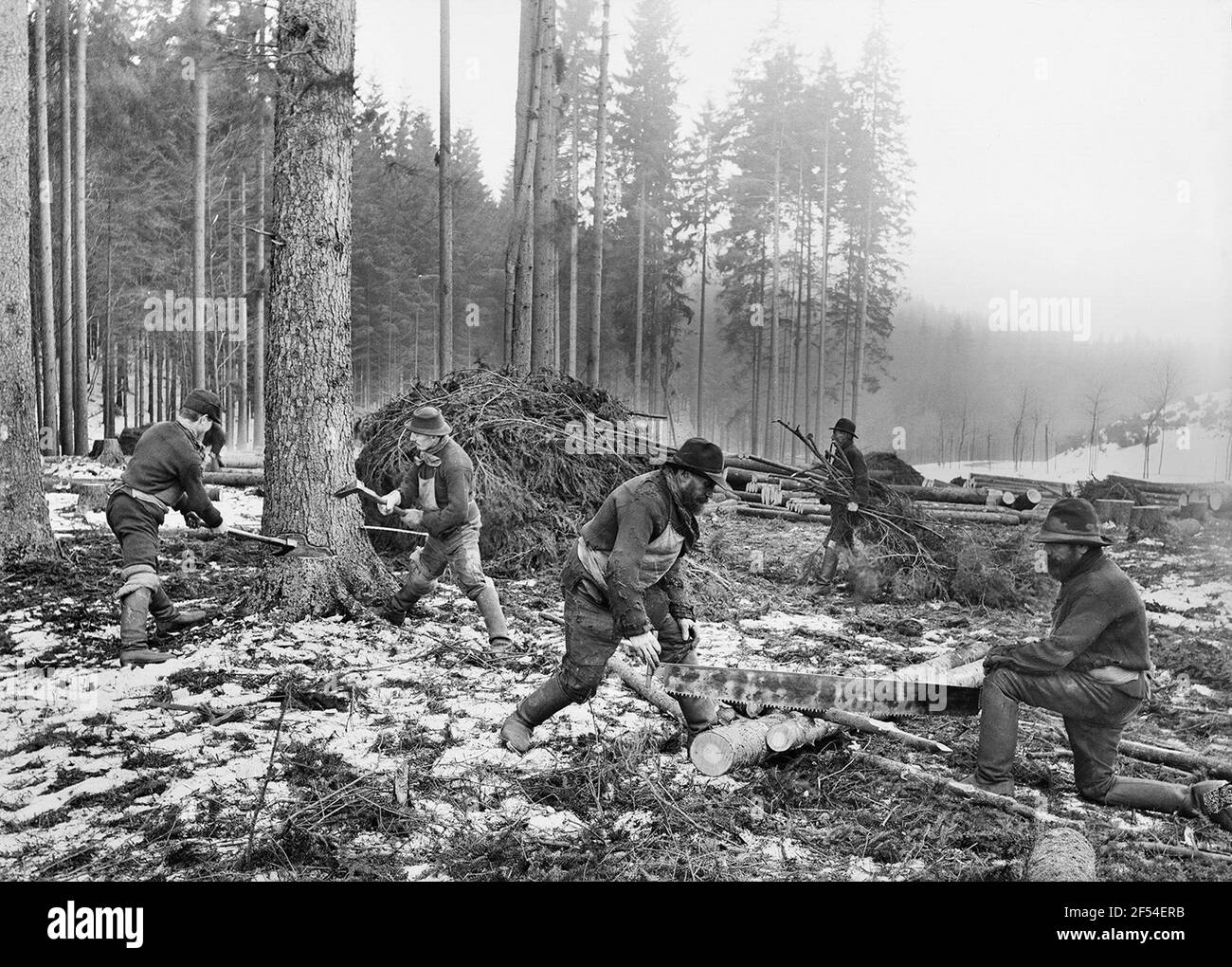 Tree cutting in forest Black and White Stock Photos & Images - Alamy