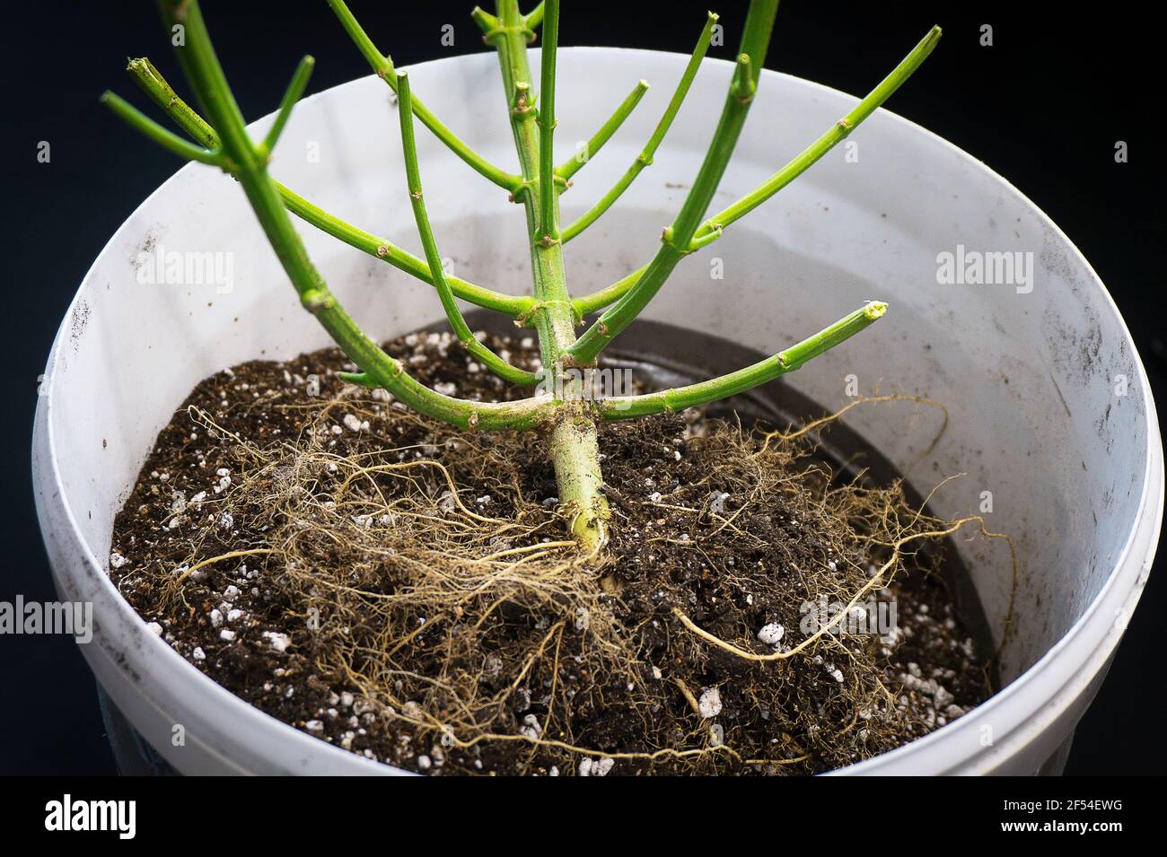 the trunk of a hemp bush after cutting the foliage with roots in the ...