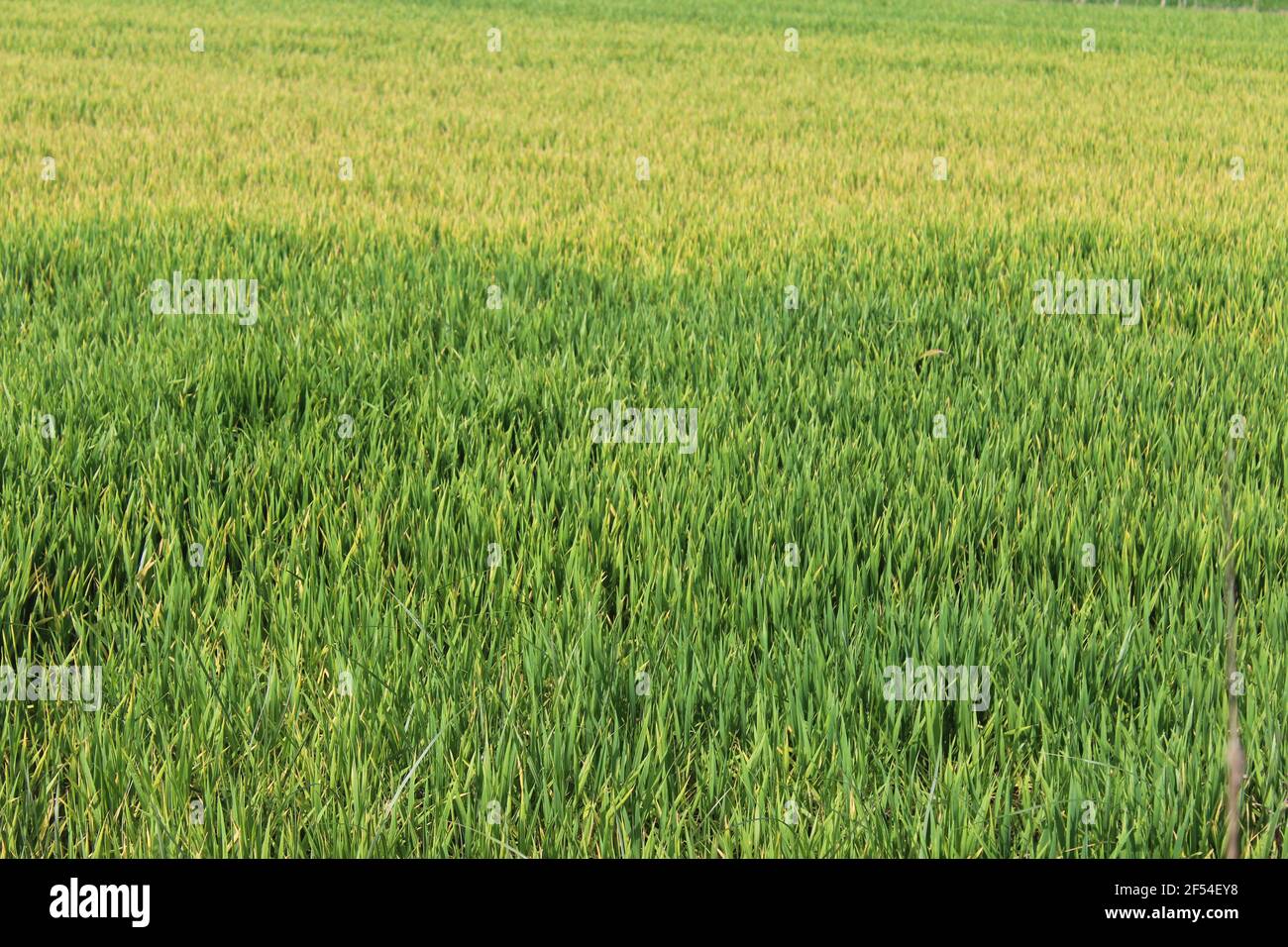 Green meadow landscape, very green grass Stock Photo - Alamy