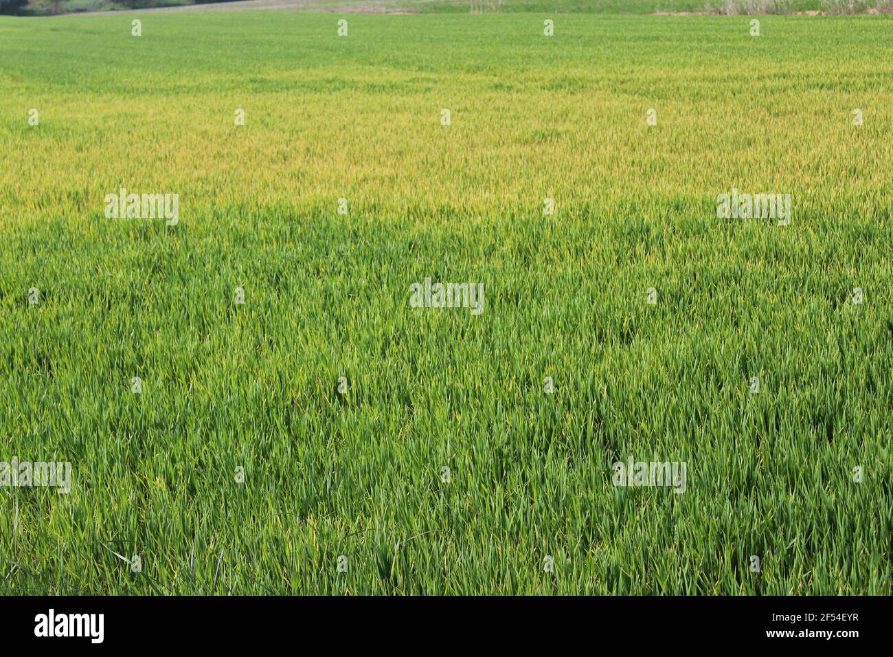 Fresh green grass landscape, Spring Nature Stock Photo - Alamy