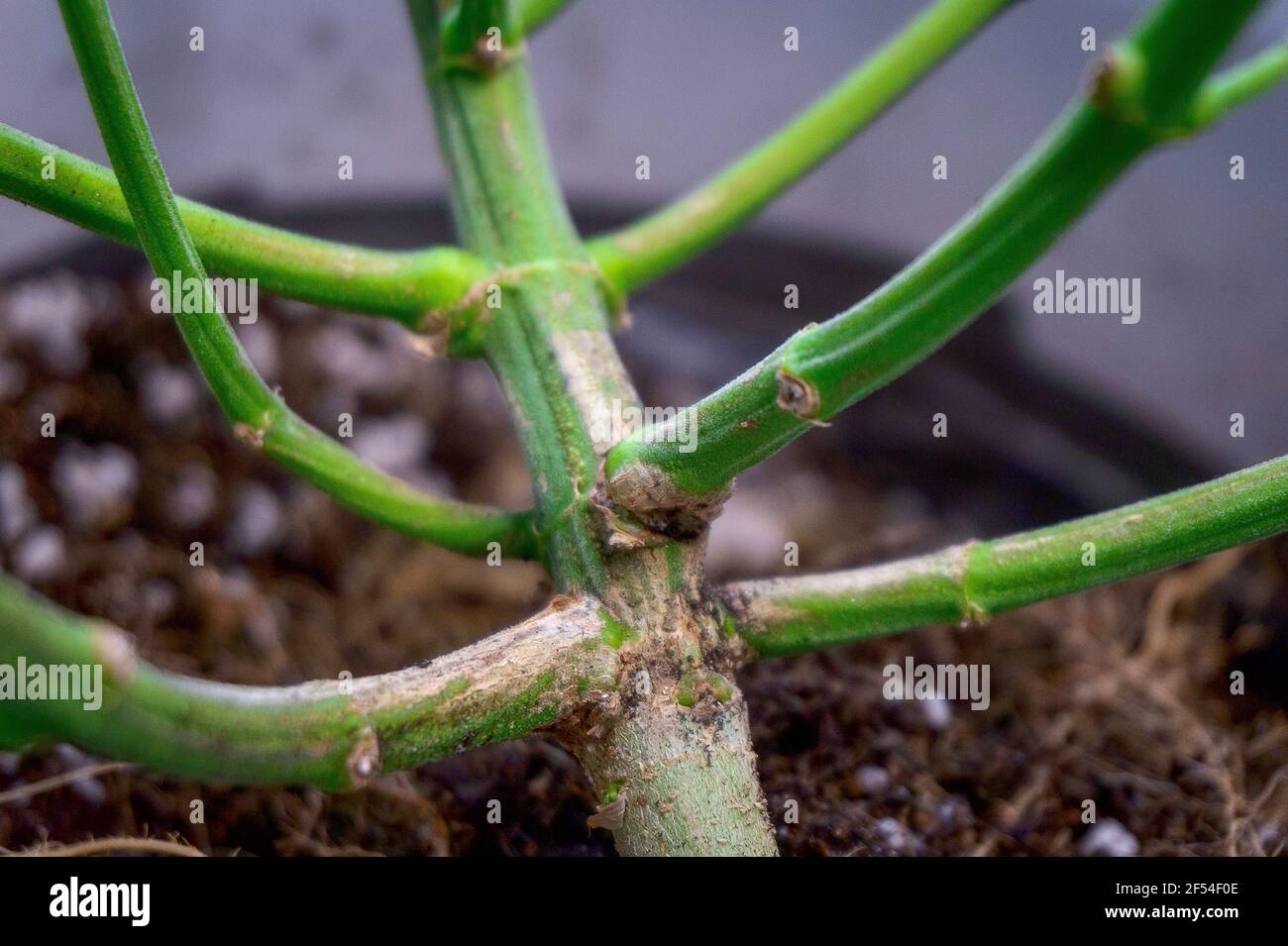 the trunk of a hemp bush after cutting the foliage with roots in the ...