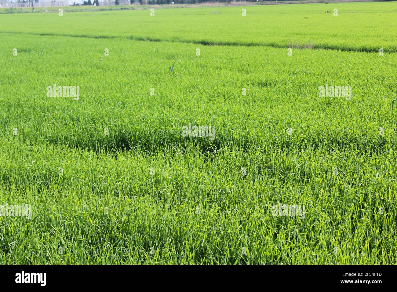 Green meadow landscape, very green grass Stock Photo - Alamy
