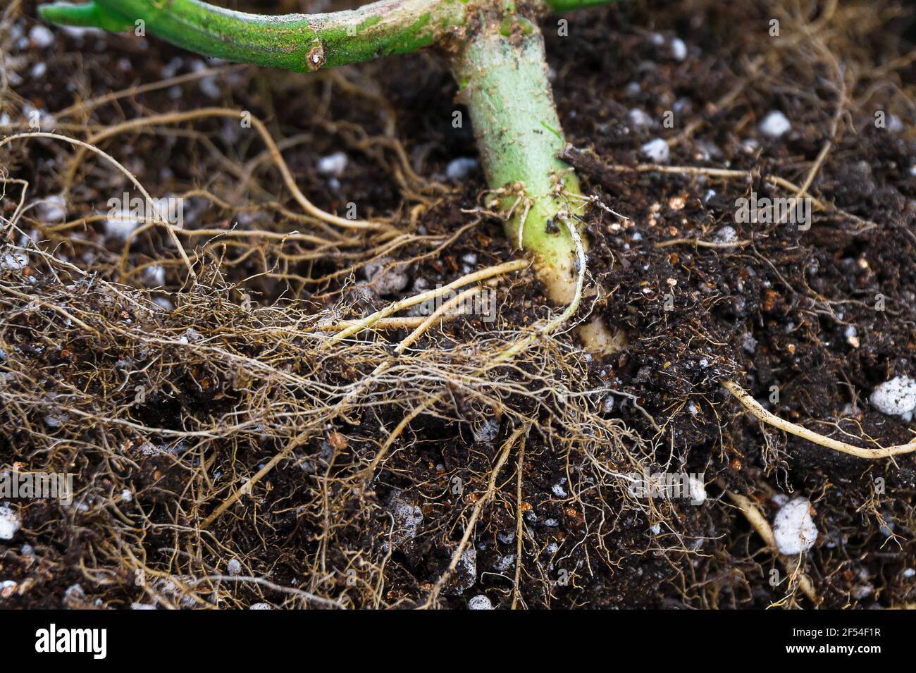 Soybean Plant Root