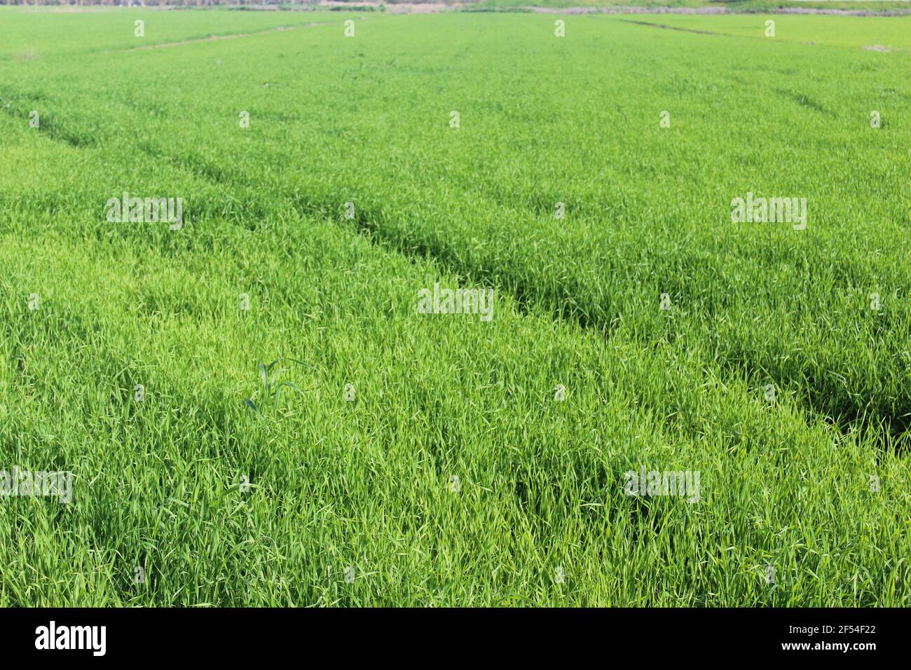 Green meadow landscape, very green grass Stock Photo - Alamy