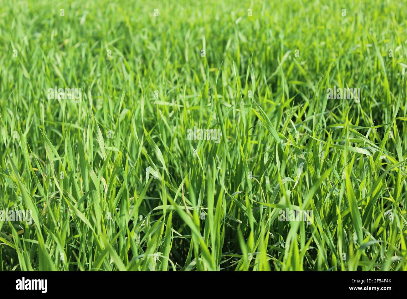 Green meadow landscape, very green grass Stock Photo - Alamy