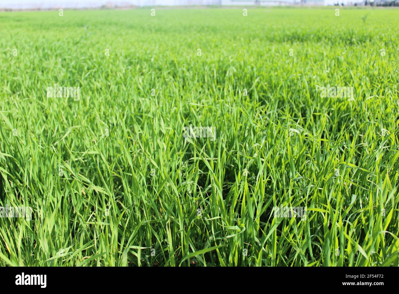 Green meadow landscape, very green grass Stock Photo - Alamy