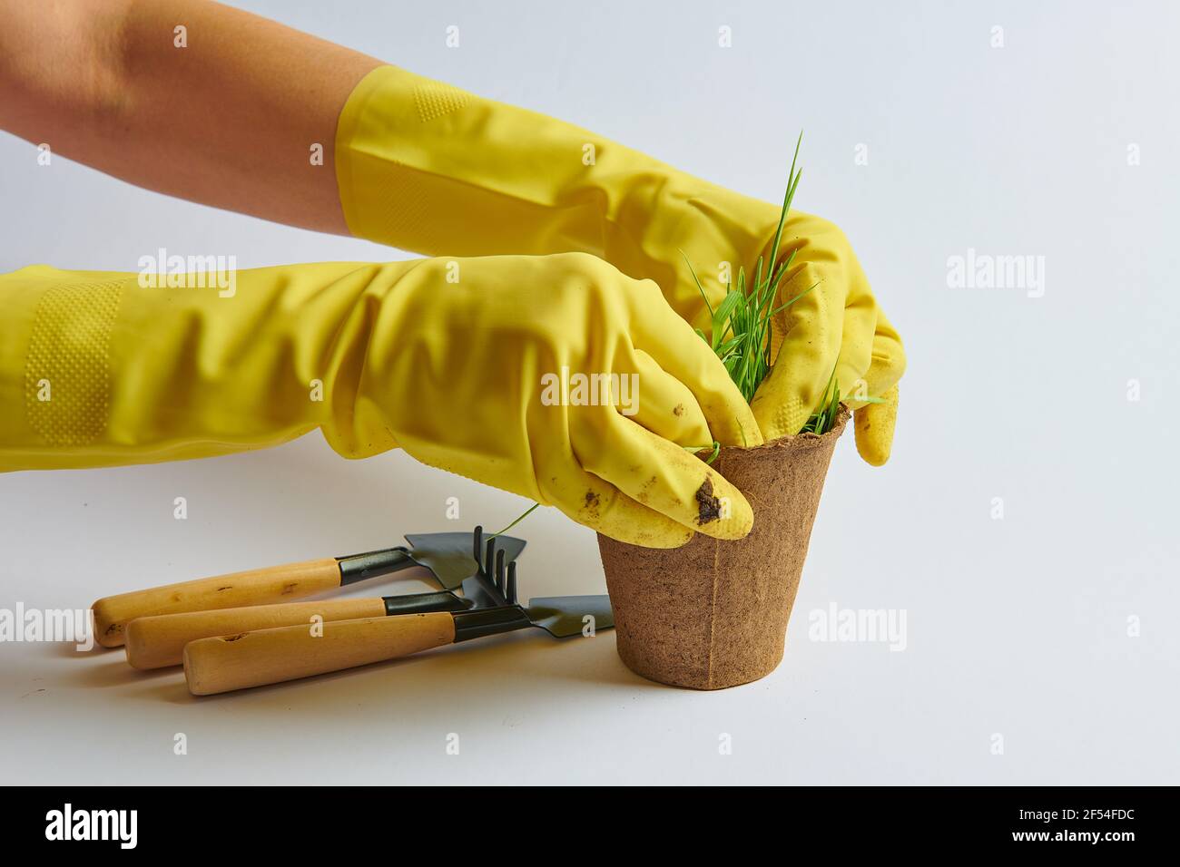 planting greenery in a pot of soil Stock Photo - Alamy