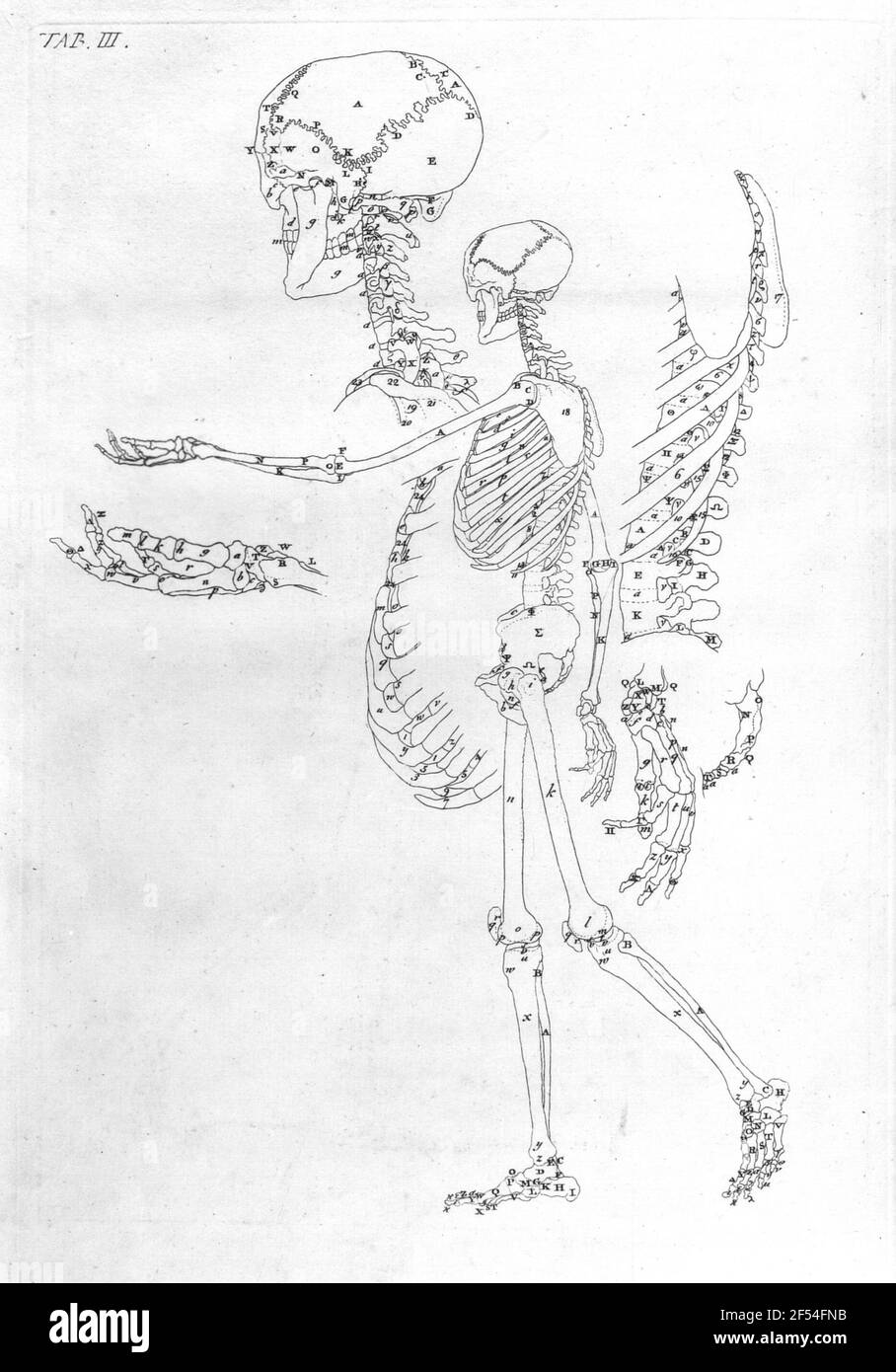Bone chart Black and White Stock Photos & Images - Alamy
