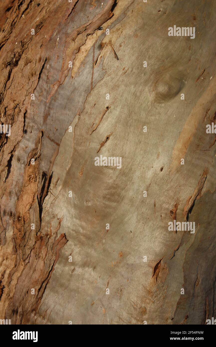 tree trunk, wooden surface texture Stock Photo - Alamy