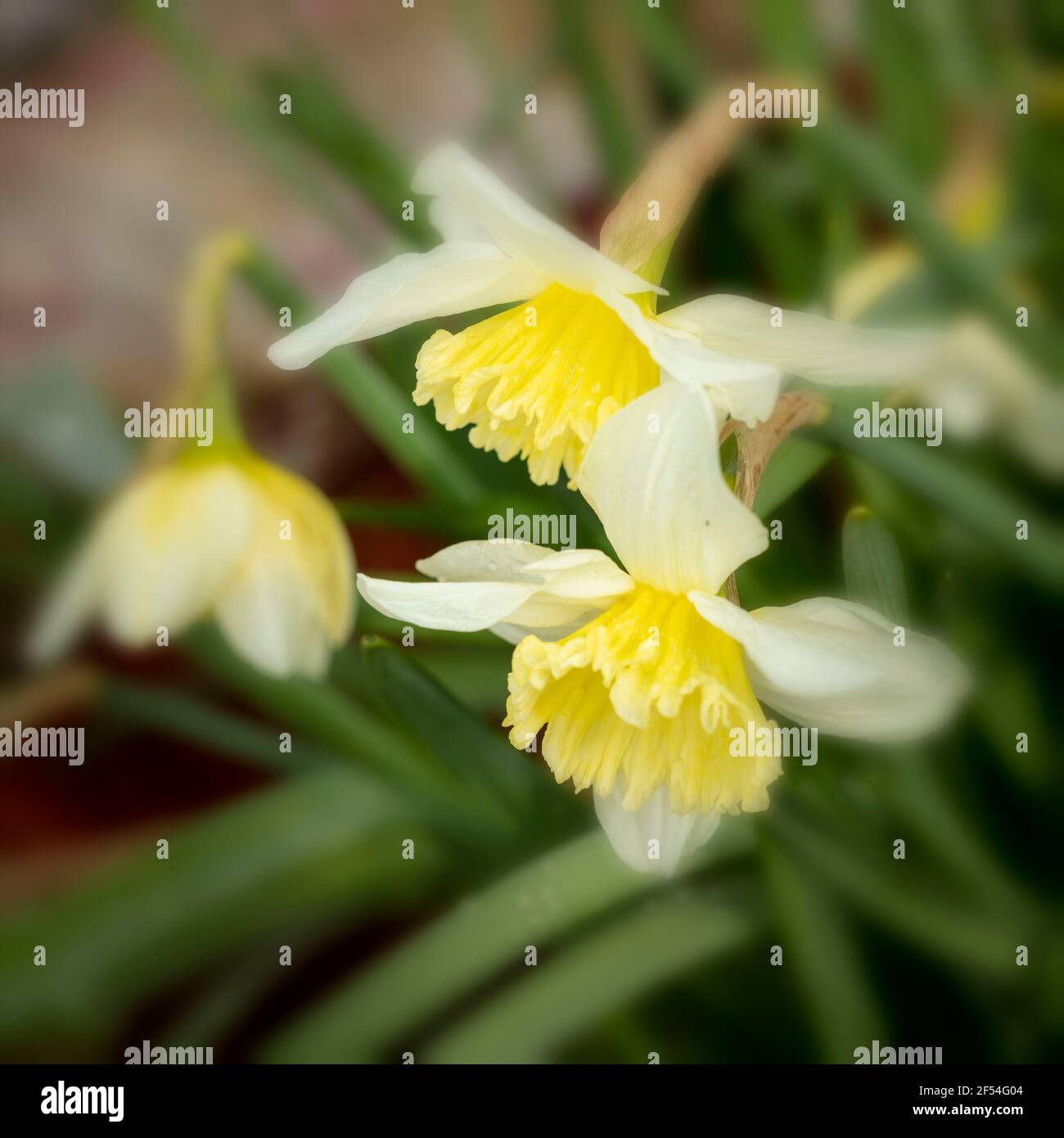 Spring daffodils, natural flower portrait Stock Photo - Alamy