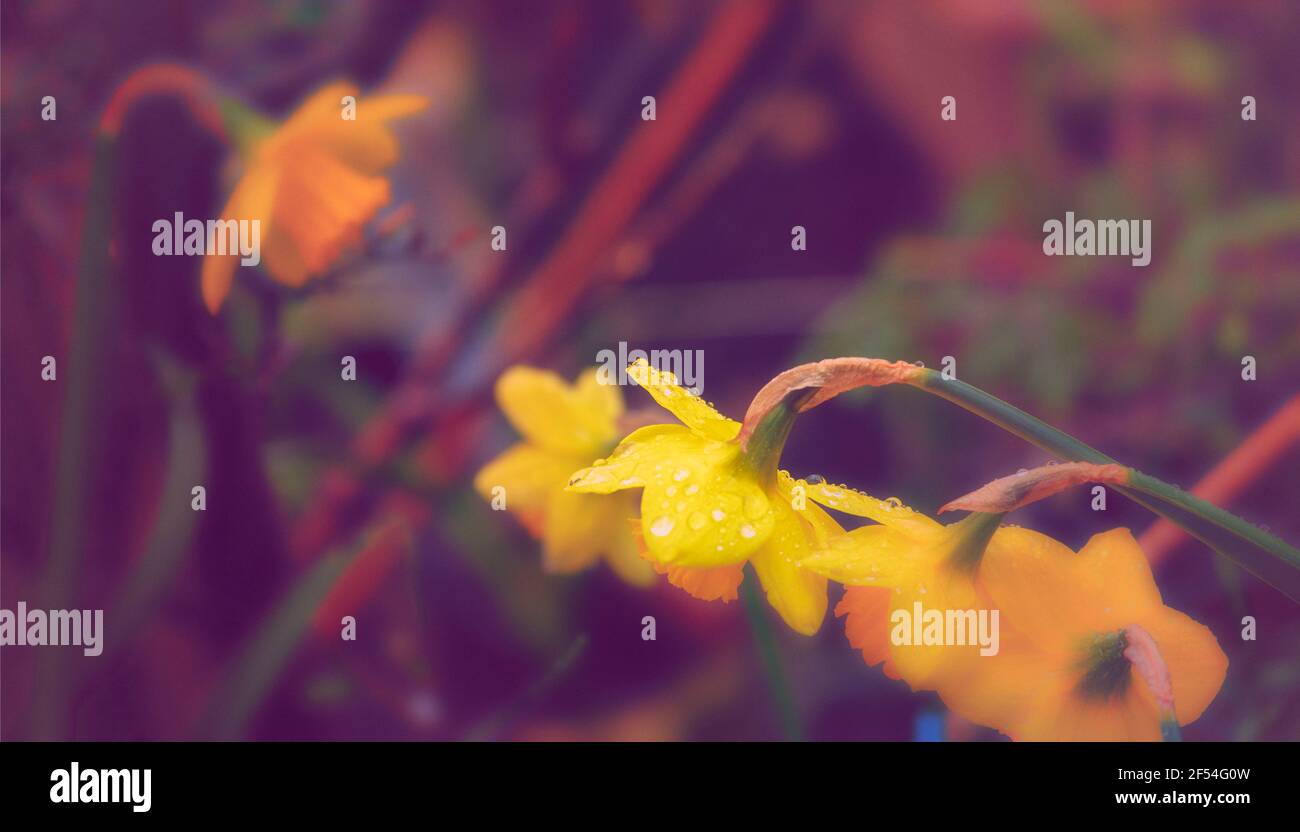 Spring daffodils, natural flower portrait Stock Photo - Alamy