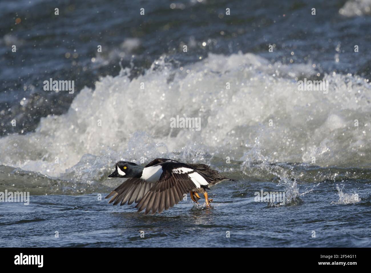 Barrow's Goldeneye - male running across river rapids Bucephala ...