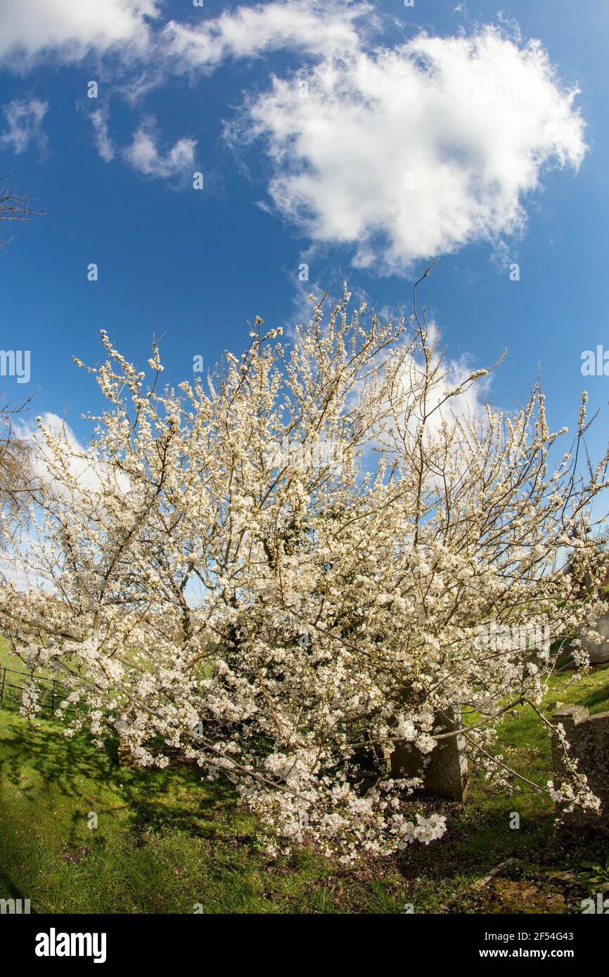 Blackthorne (Prunus spinosa) flowering Stock Photo - Alamy