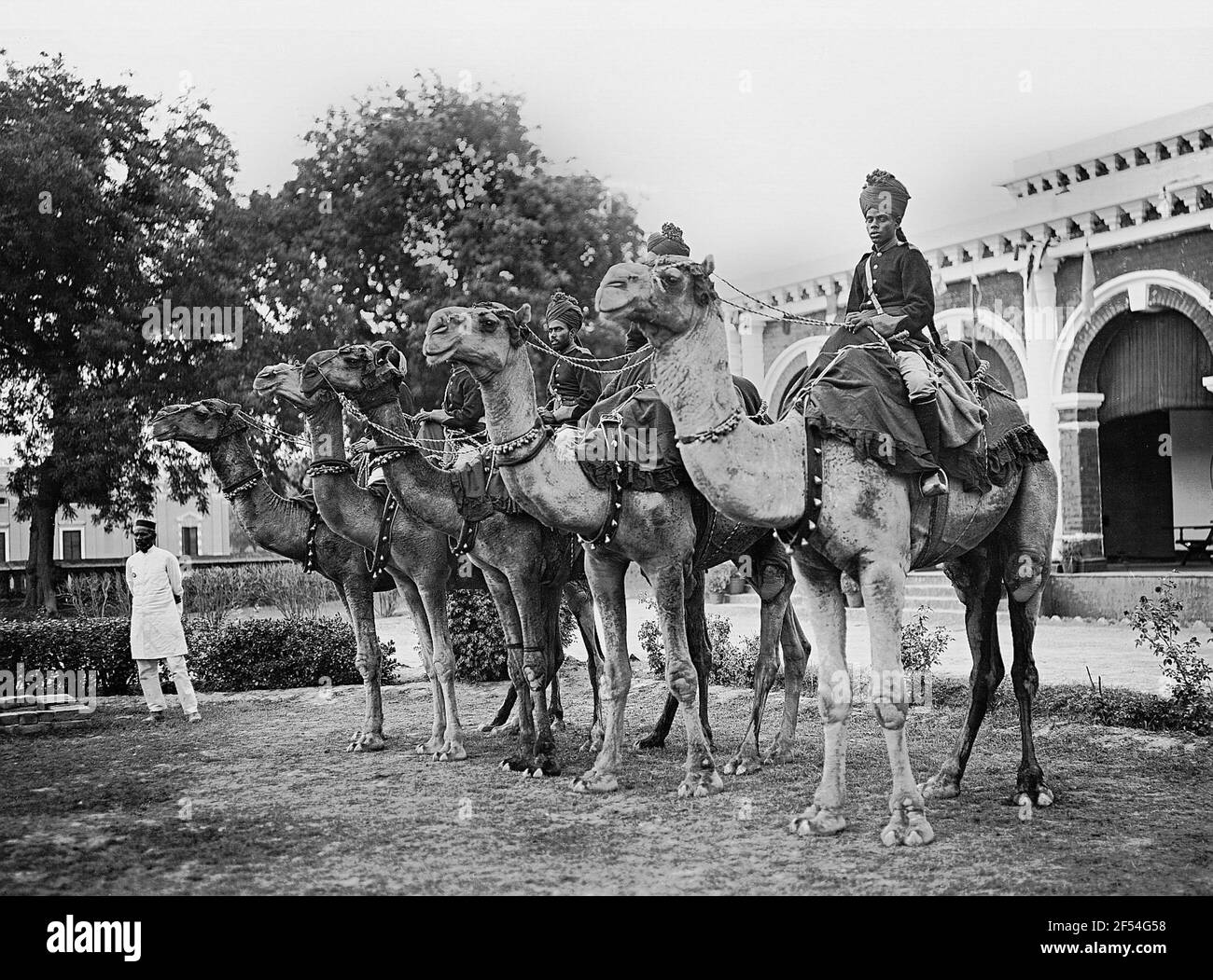 Calcutta / India: Camels with native riders in front of hall with ...