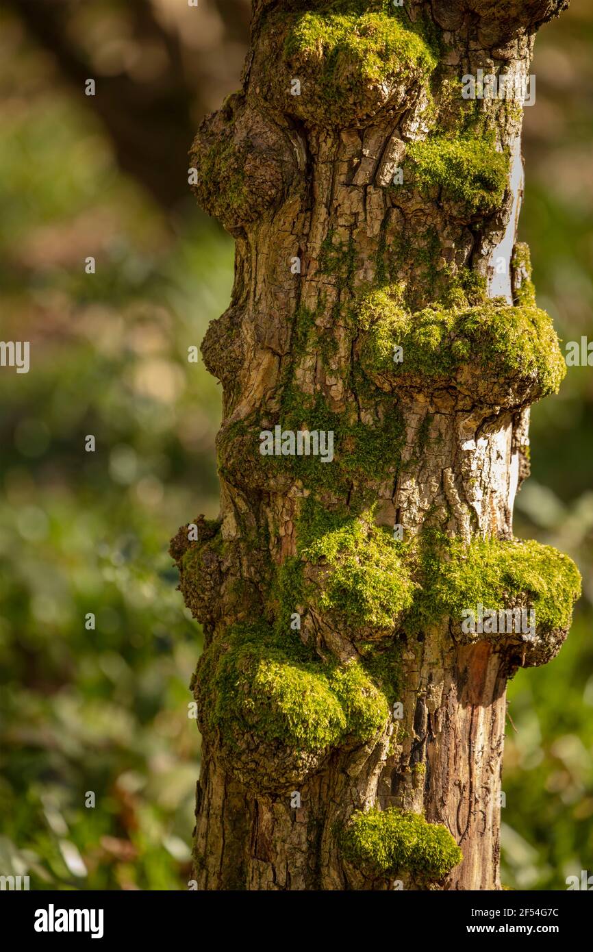 Very close-up and interesting natural patterns and textures on the ...