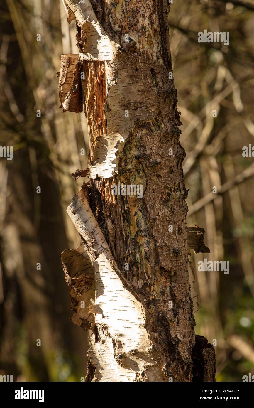 Very close-up and interesting natural patterns and textures on the ...