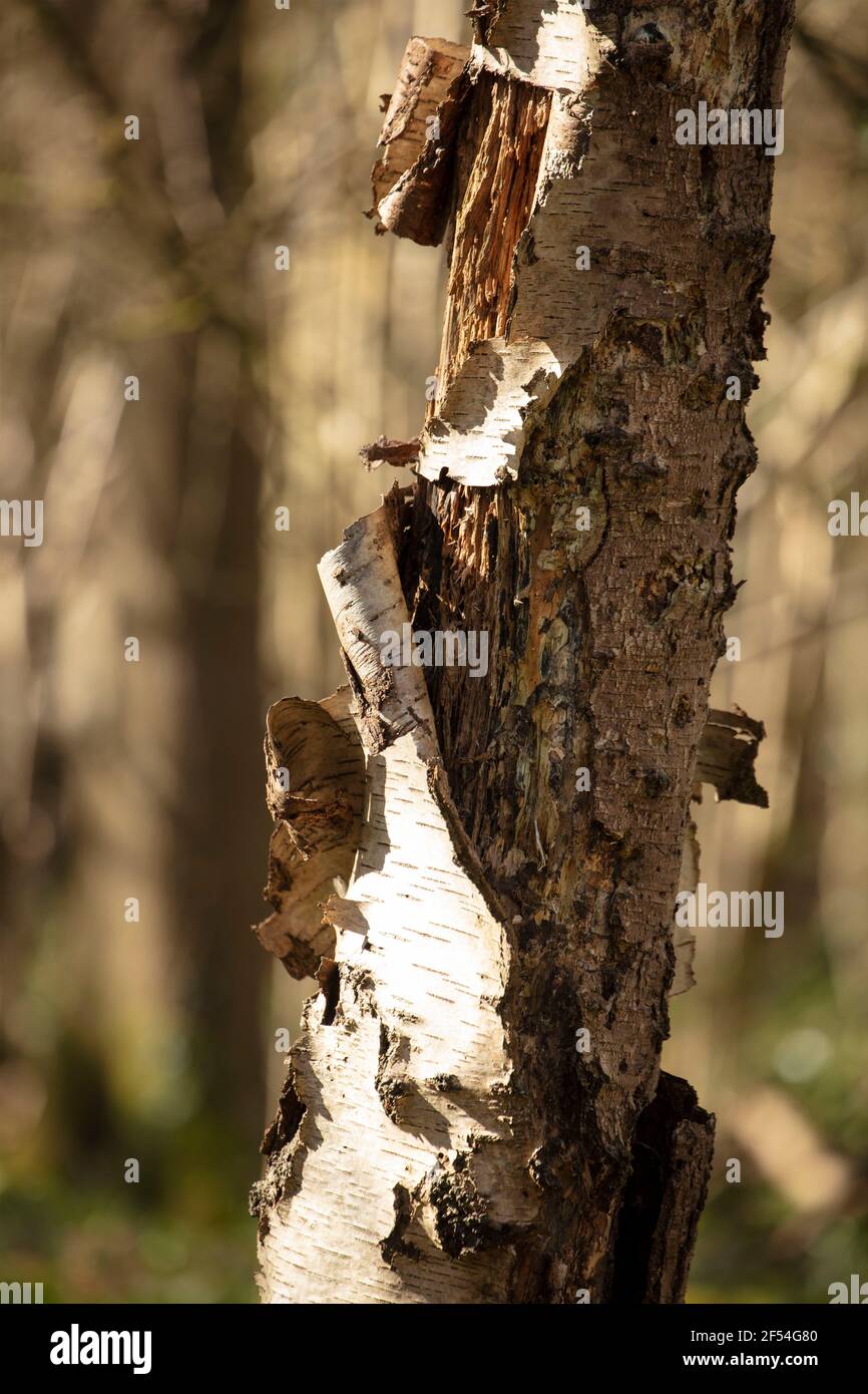 Very close-up and interesting natural patterns and textures on the ...