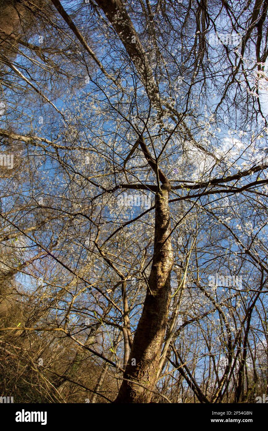 Winter Tree Skeletons High Resolution Stock Photography and Images - Alamy