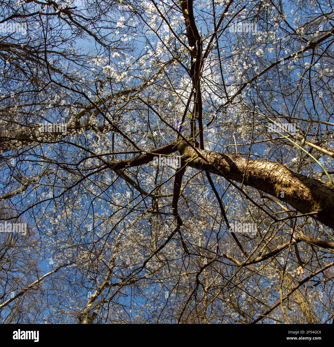 Winter tree skeletons hi-res stock photography and images - Alamy