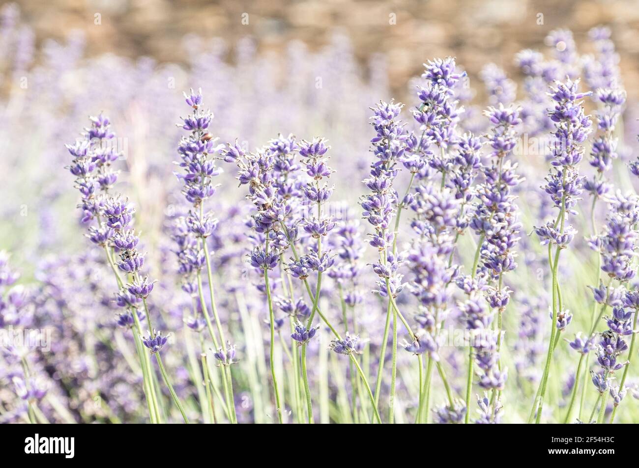 English Lavender Fields High Resolution Stock Photography and Images ...