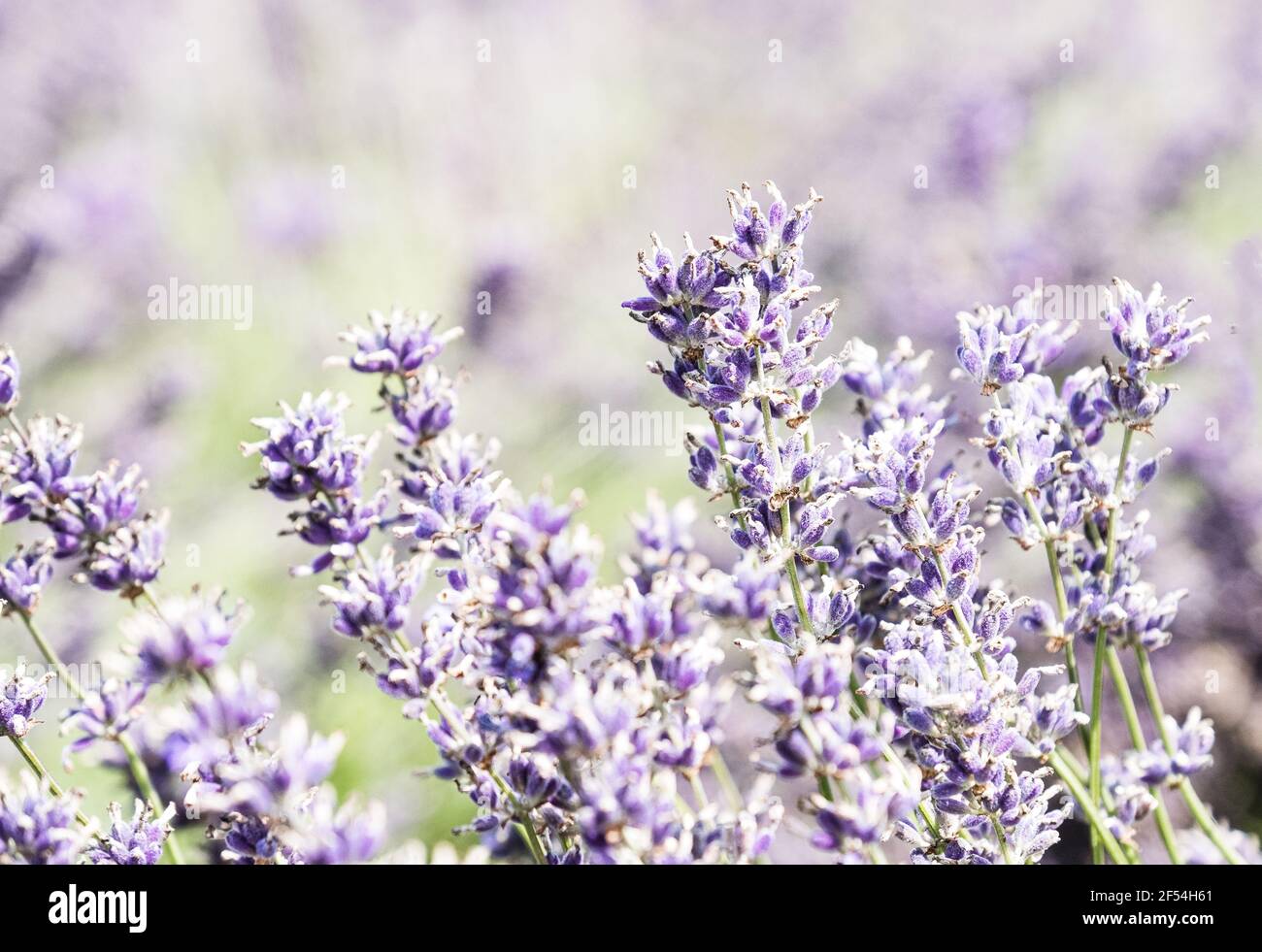 Somerset lavender hi-res stock photography and images - Alamy