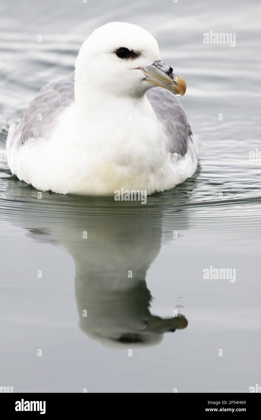 Northern Fulmar - swimming in sea Fulmarus glacialis Merakkasletta ...
