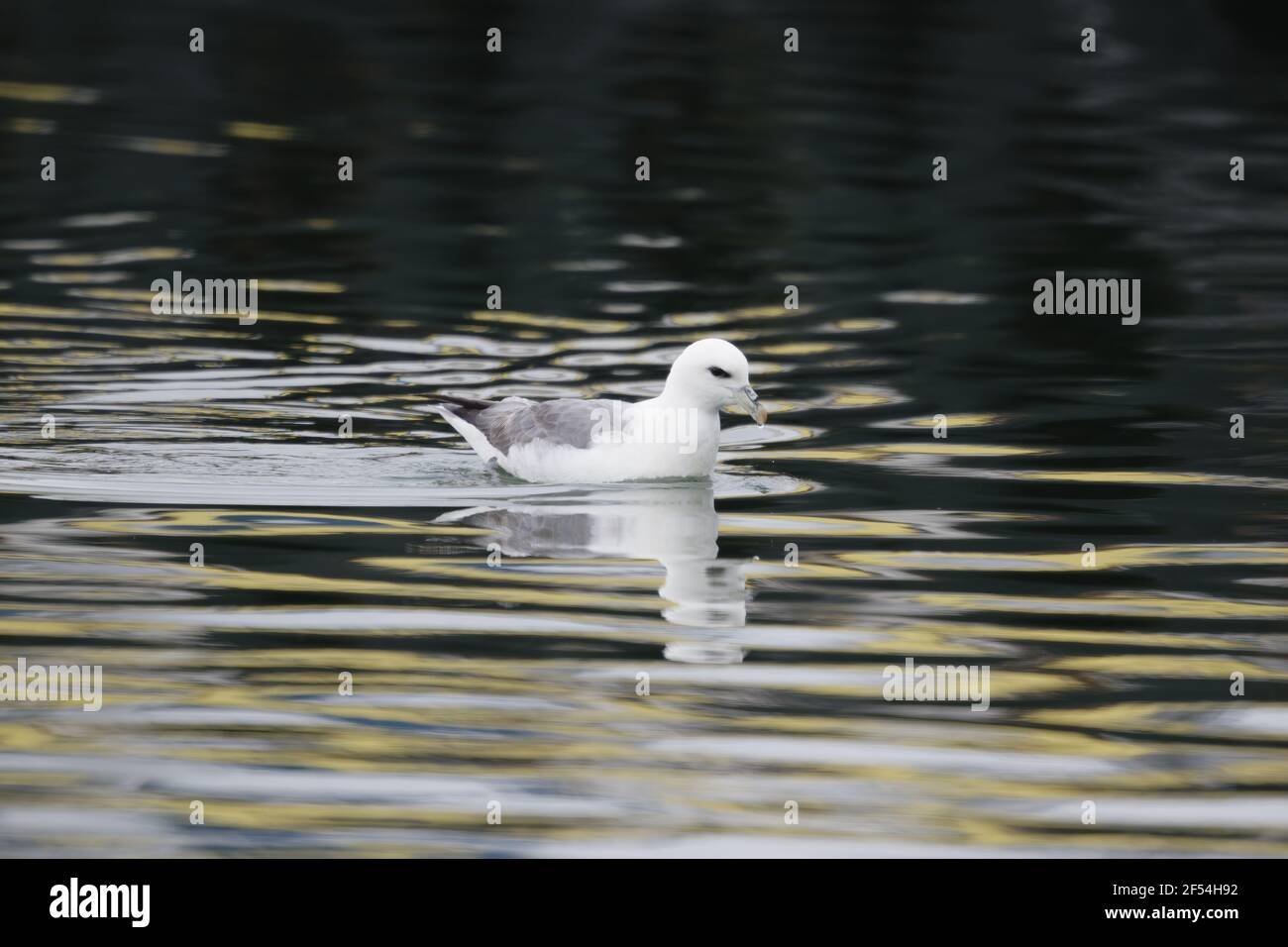 Northern Fulmar - swimming in sea Fulmarus glacialis Merakkasletta ...
