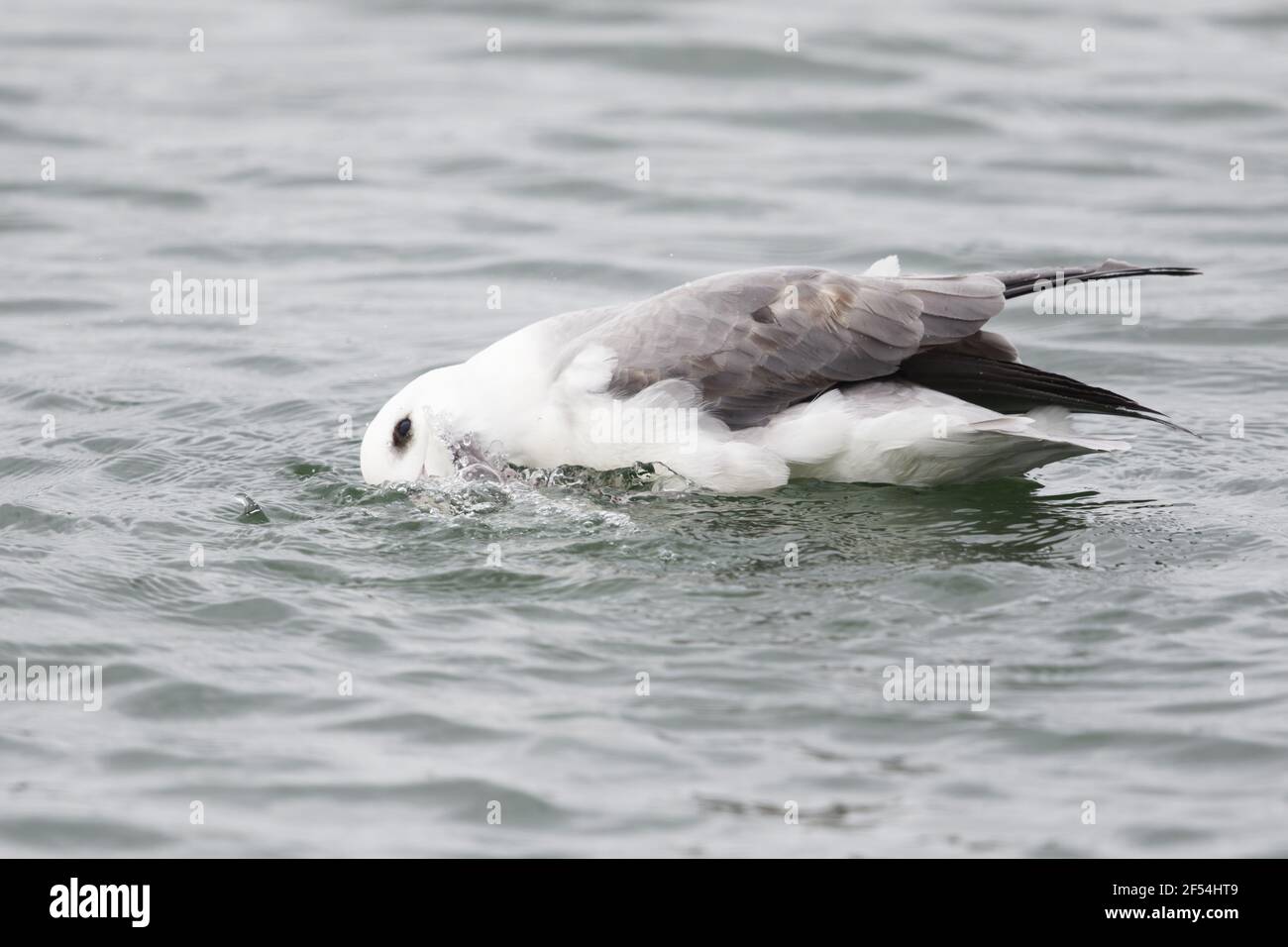 Northern Fulmar - washing Fulmarus glacialis Merakkasletta Peninsular ...