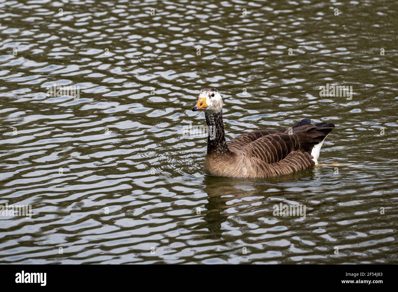 Goose embden domestic geese hi-res stock photography and images - Alamy