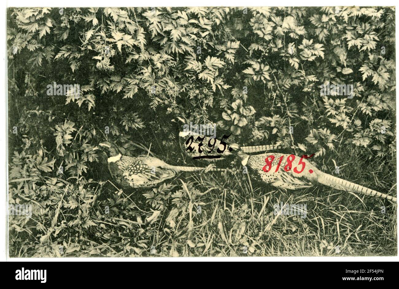 Oregon China Pheasants in the Wild Oregon. Oregon China Pheasants in ...