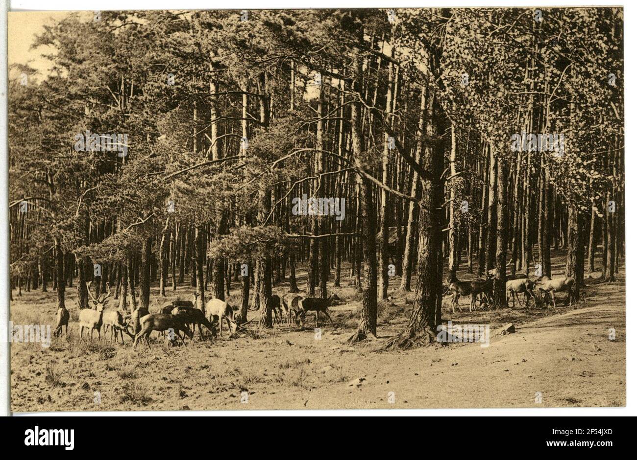 Stagging Moritzburg. Stagging Stock Photo - Alamy