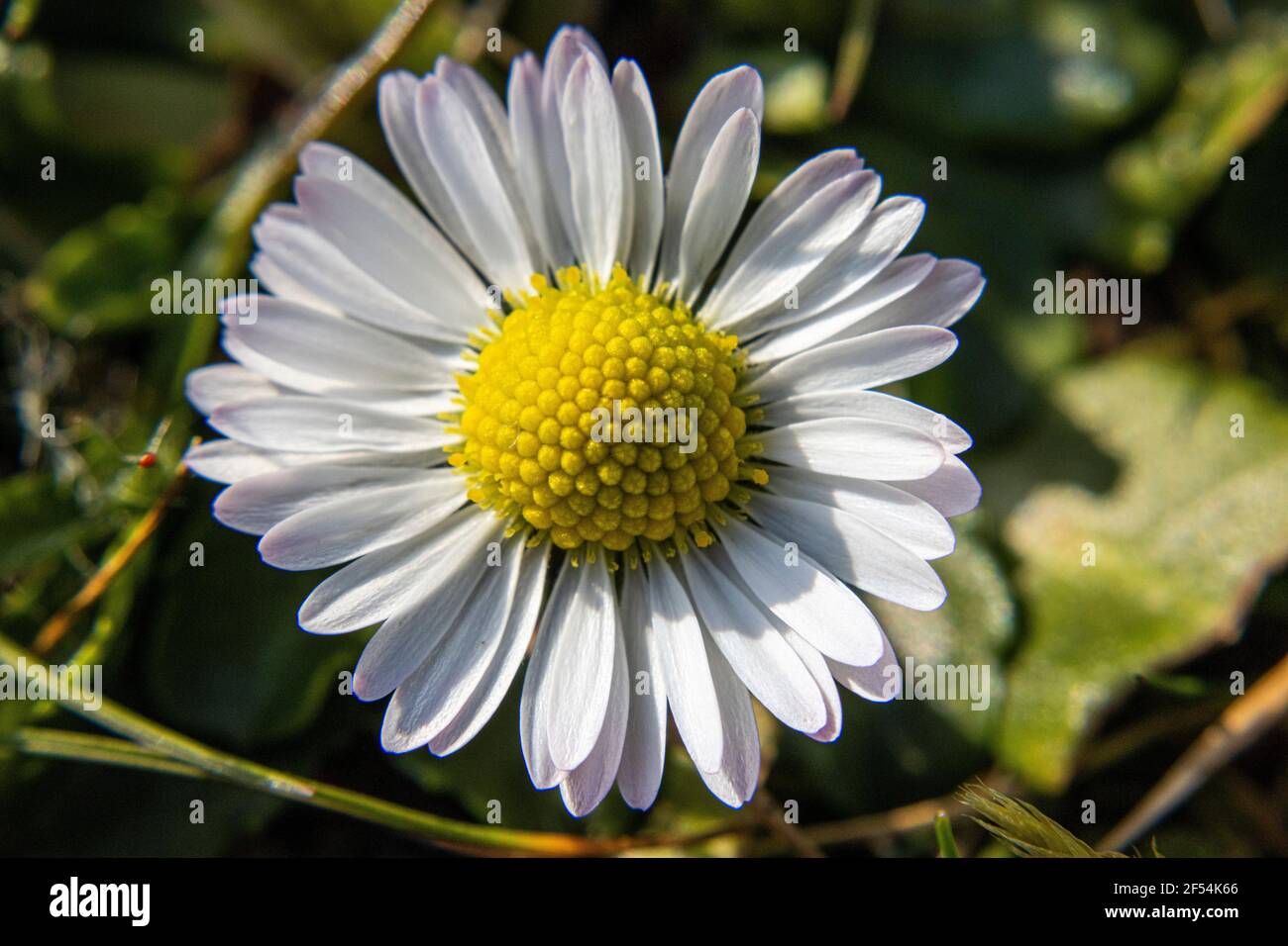 A close up of a common daisy head taken from above Stock Photo - Alamy