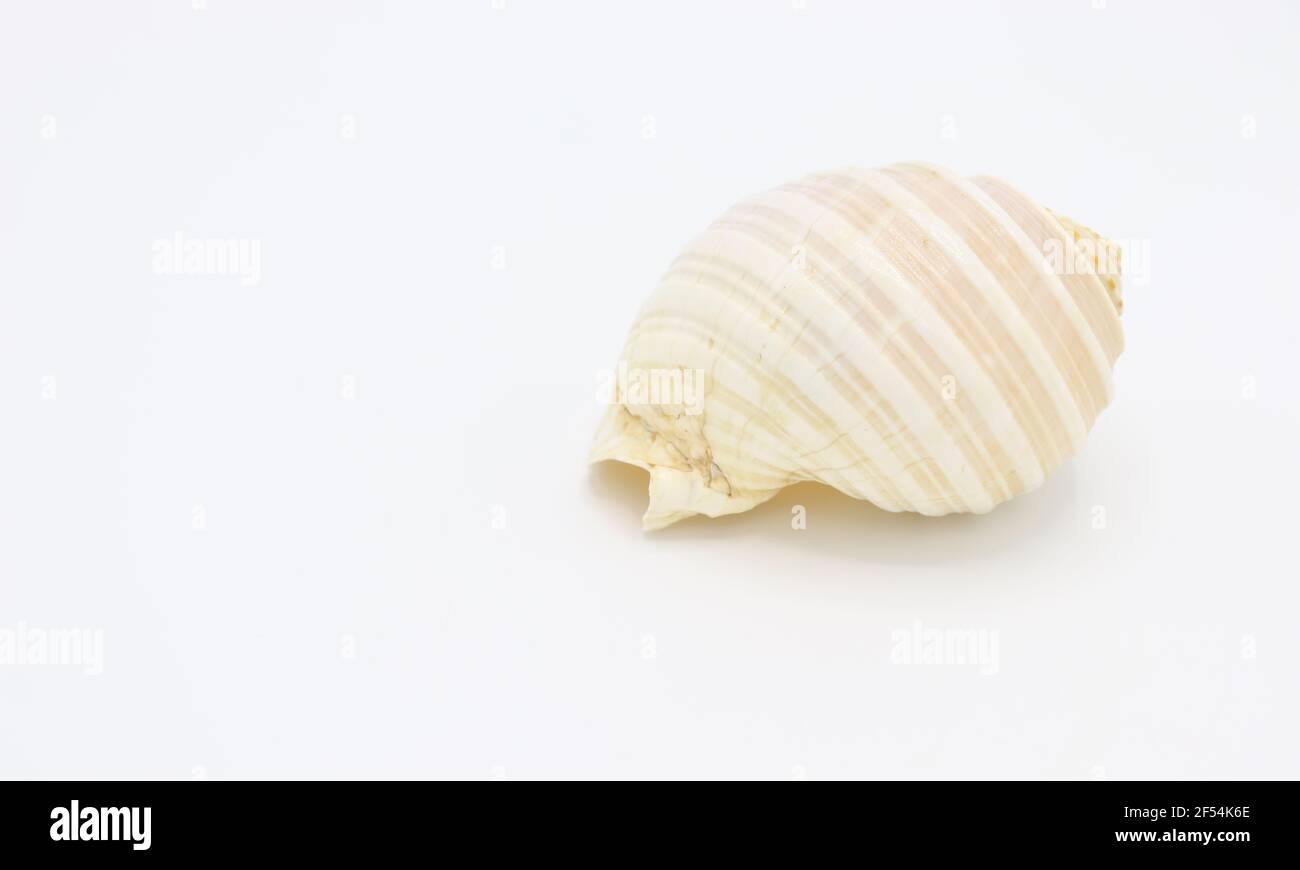 Sea shell isolated on a white background, Seashell on white background ...