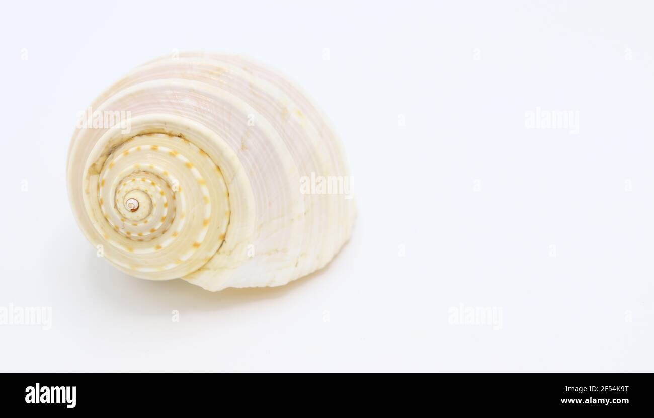 Sea shell isolated on a white background, Seashell on white background ...
